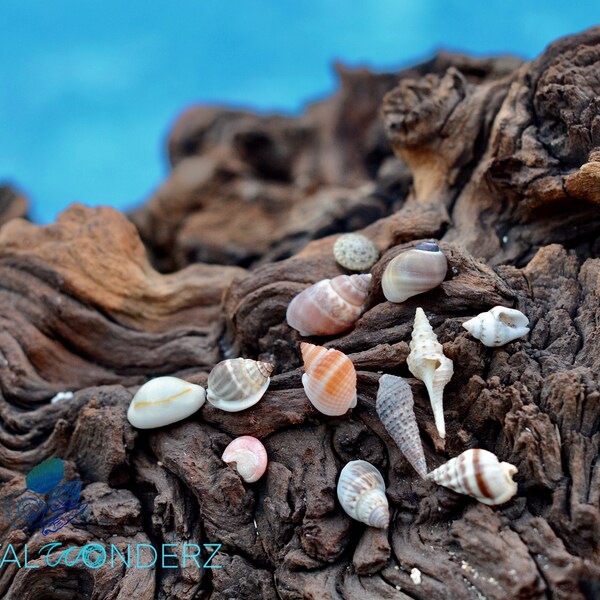 Bulk Seashells - Etsy