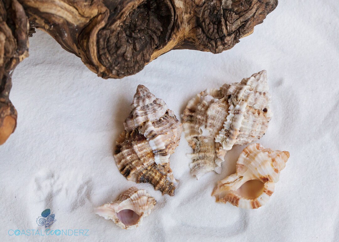 Apple Murex Florida Seashell Handpicked From Marco Island or Sanibel ...