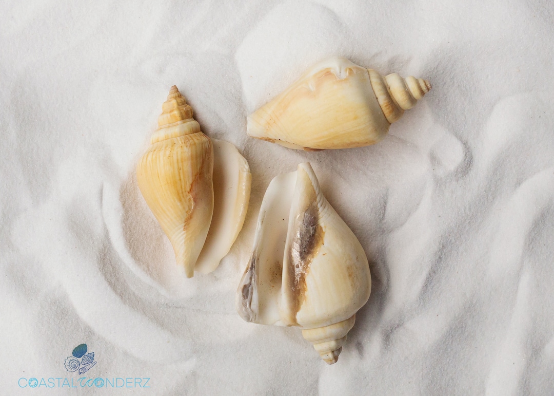 Dog Conch Seashell qty 3strombus Canarium Shell-conch Shell-wedding ...