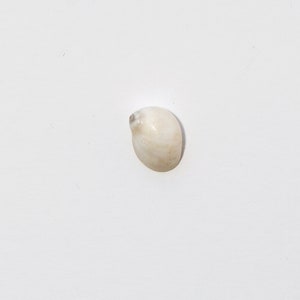 White Moon Shell for Coastal Beach Home Decor Wedding Decor and Crafts ...