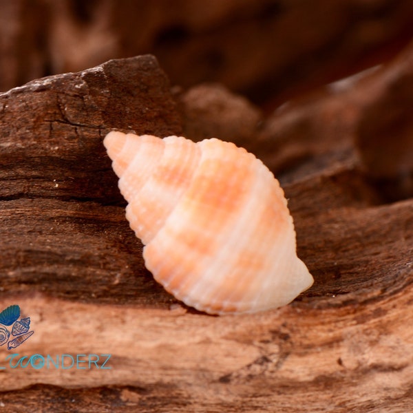 Sanibel Island Jewelry - Etsy