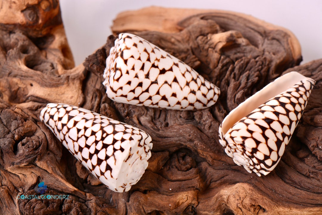 Marble Cone Conus Marmoreus Wedding Decor Beach Decor Size 2 3 - Etsy