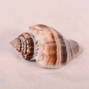 Conch Florida King Crown Conch Seashell Handpicked on Marco Island or ...