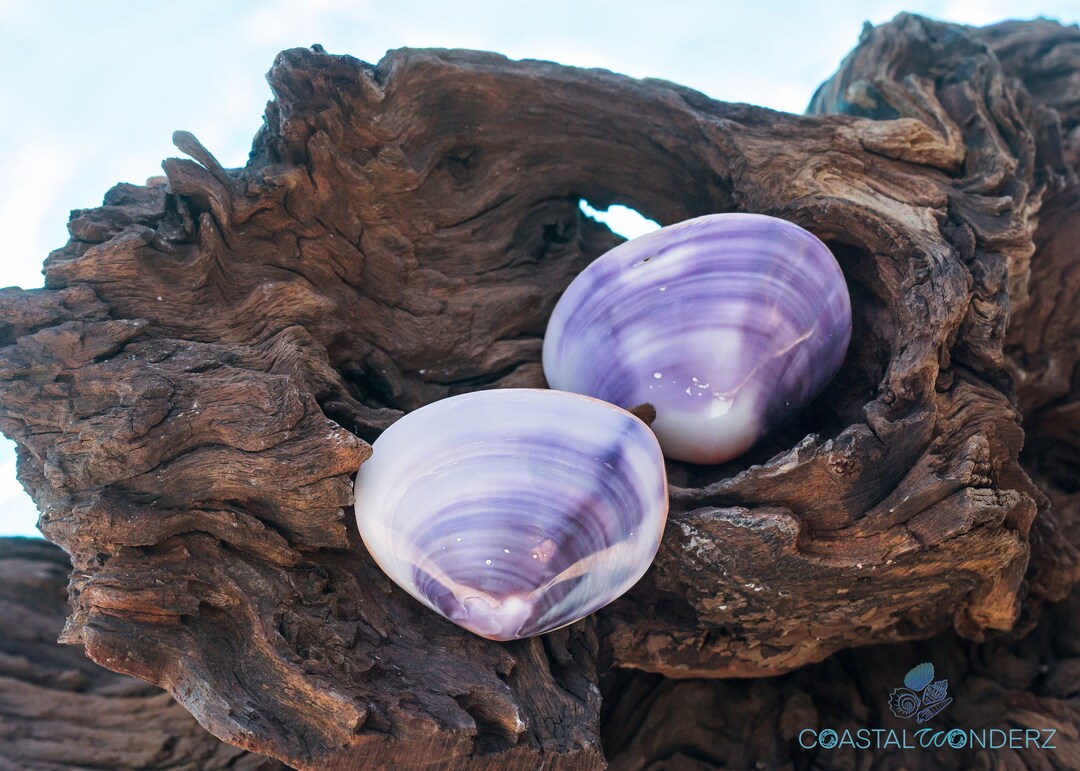 Polished Purple Clam Shell-home Decor-beach Decor-wedding Decor-craft ...