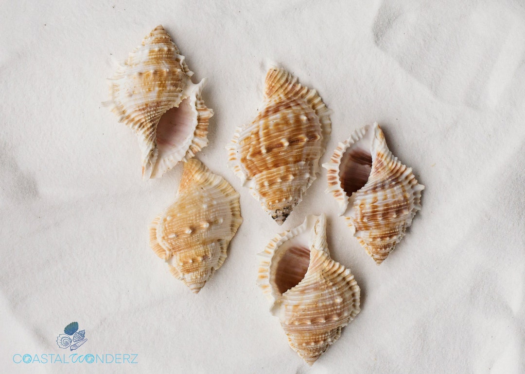 Frog Bursa Rana Seashell for Crafts and Coastal Beach Home Decor ...