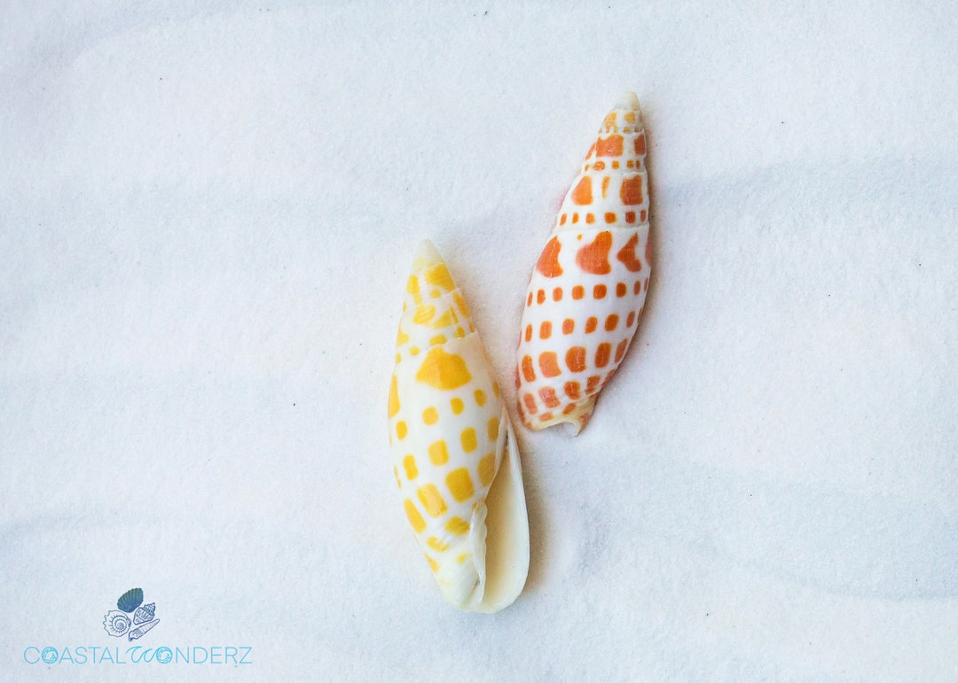 Small Episcopal Miter Seashell-orange or Yellow-home Decor-beach Decor ...