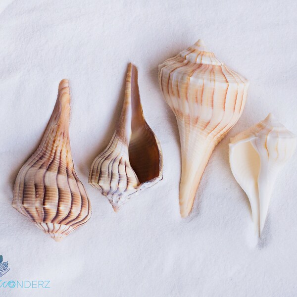 Florida Whelk Shell - Etsy