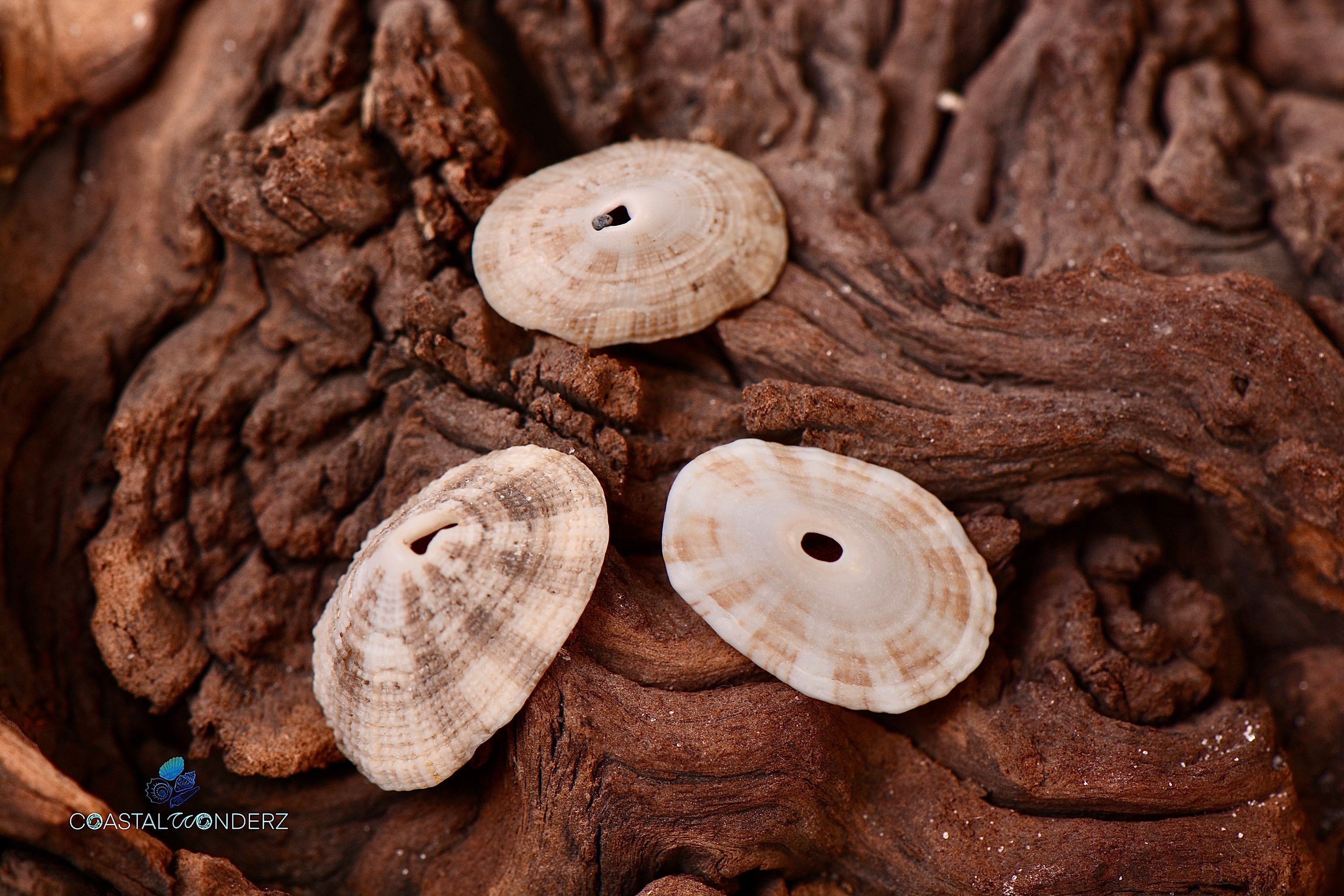 Keyhole Limpet Shell
