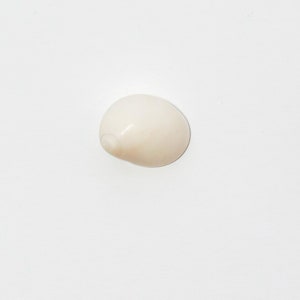 White Moon Shell for Coastal Beach Home Decor Wedding Decor and Crafts ...