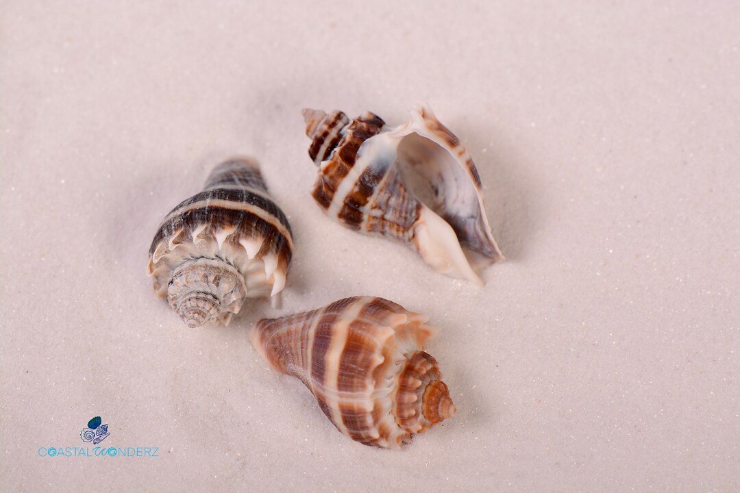 Conch Florida King Crown Conch Seashell Handpicked on Marco - Etsy