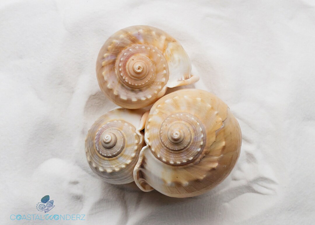 Grey Bonnet Seashell for Coastal Beach Home Decor and Crafts Overall ...