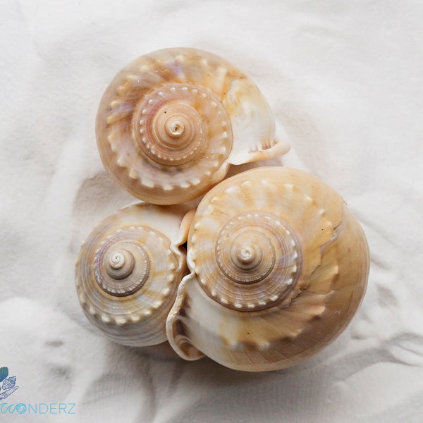 Shell Decor - Etsy
