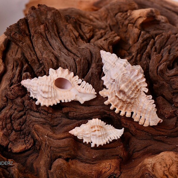 Murex Shell - Etsy