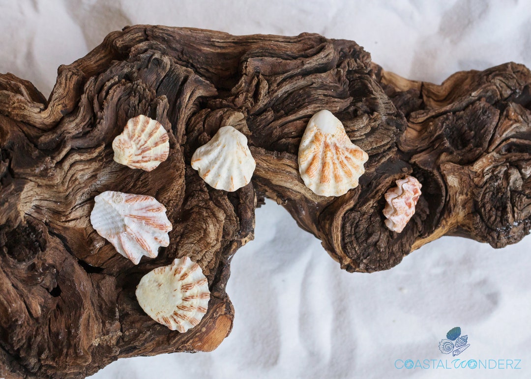 Kitten Paw Halves Florida Seashell Handpicked on Marco Island or ...