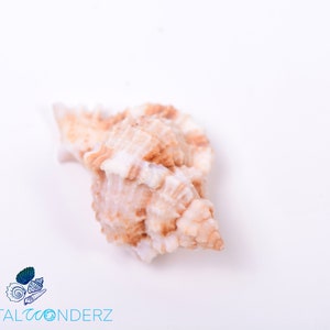 Apple Murex Florida Seashell Handpicked From Marco Island or Sanibel ...