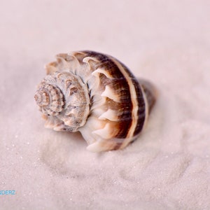 Conch Florida King Crown Conch Seashell Handpicked on Marco Island or ...