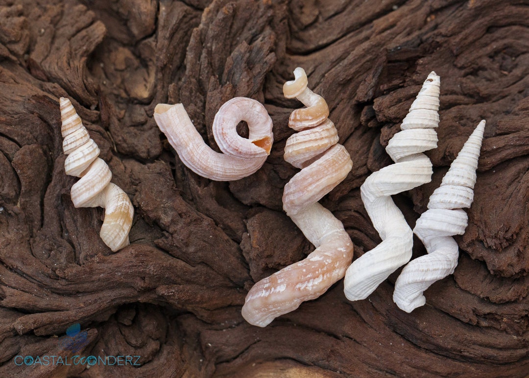 Worm Snail Fargo Worm Snail Florida Seashell Handpicked From Marco ...
