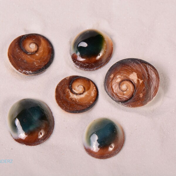 Pacific Cats Eye - Etsy