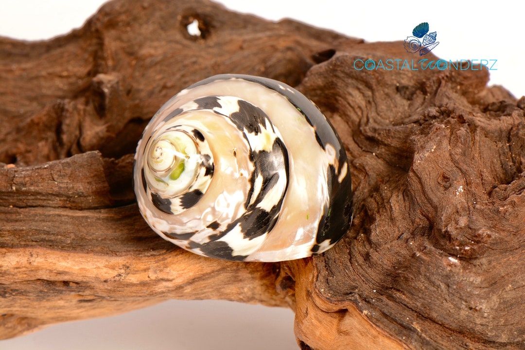 Turbo Magpie Shell Banded and Polished for Hermit Crabs and Coastal ...