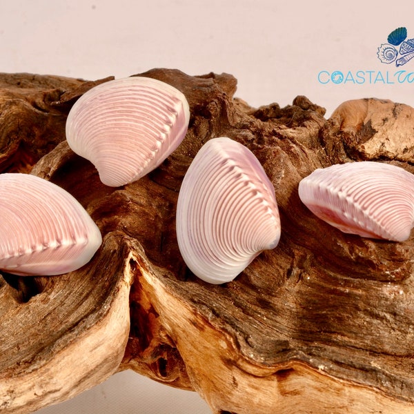 Venus Clam Shells - Etsy