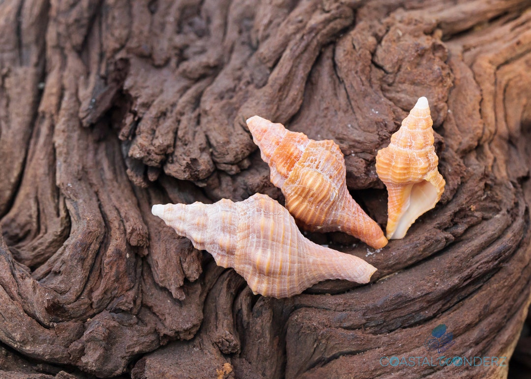Conch Florida Orange Horse Conch Overall Shell Size 1 4 - Etsy