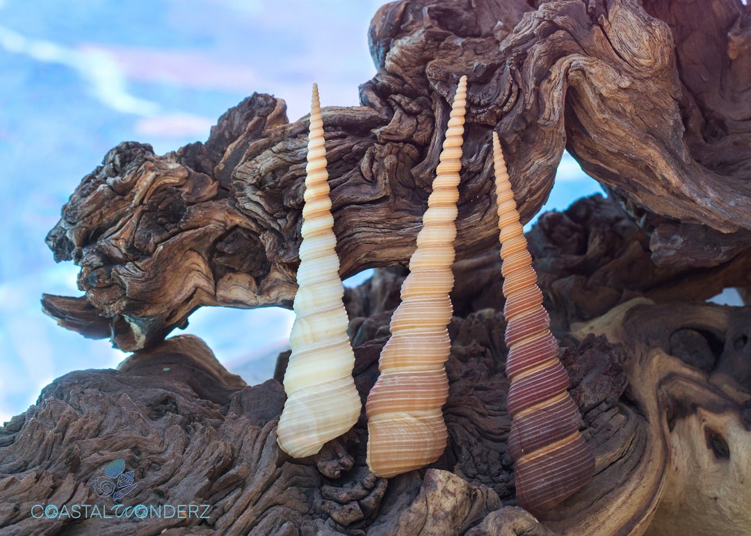 Brown Turritella Duplicata Shell-large Seashell-home Decor-coastal ...