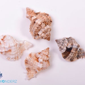 Apple Murex Florida Seashell Handpicked From Marco Island or Sanibel ...