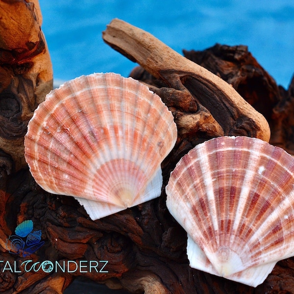 Irish Flat Scallop Shell - Etsy