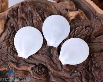 Moon Scallop Shells - Etsy