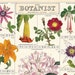 Cavallini & Co. the Botanist Poster, Archival Paper, Matte Print - Etsy
