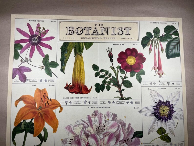Cavallini & Co. the Botanist Poster, Archival Paper, Matte Print - Etsy