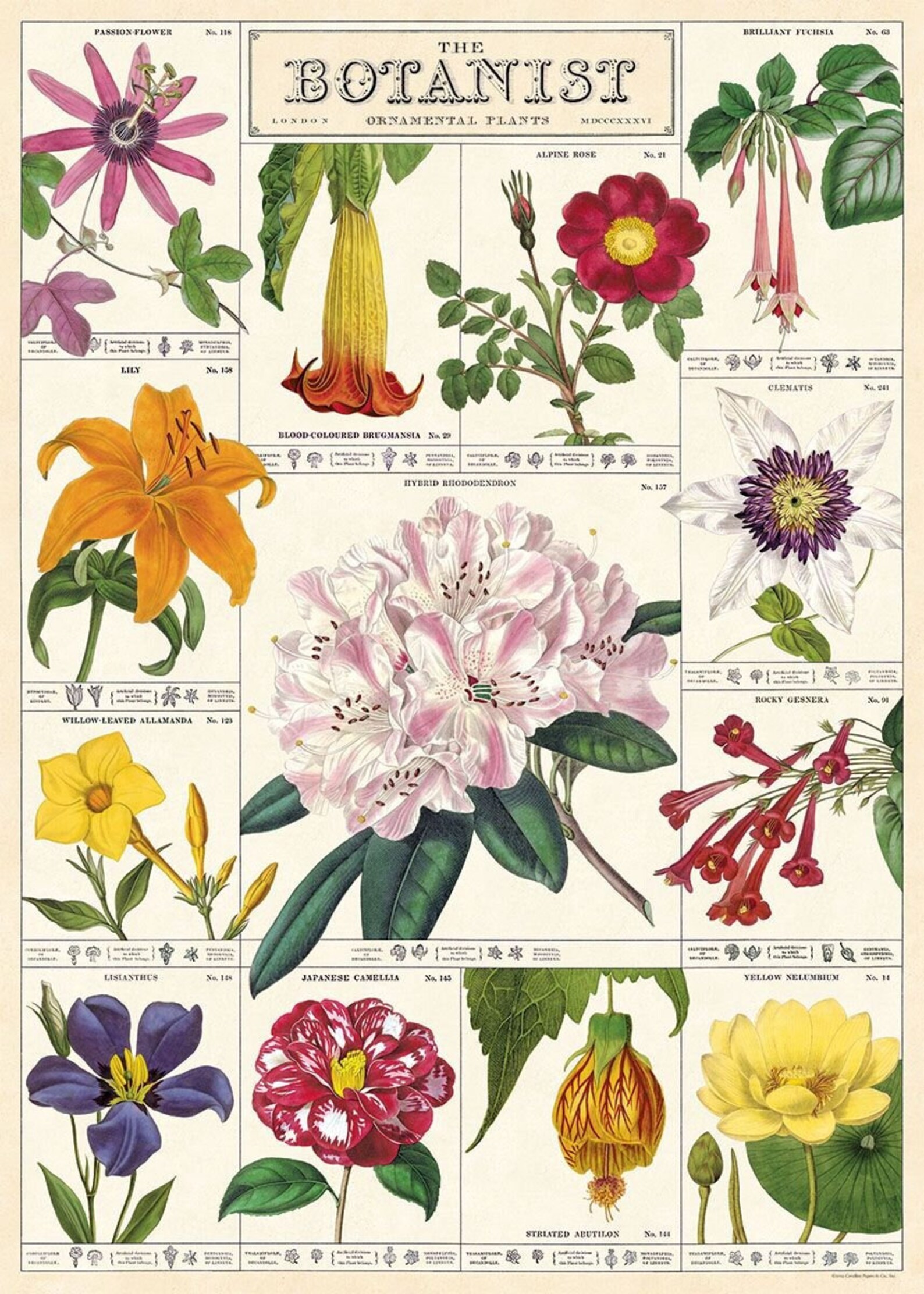 Cavallini & Co. the Botanist Poster, Archival Paper, Matte Print - Etsy