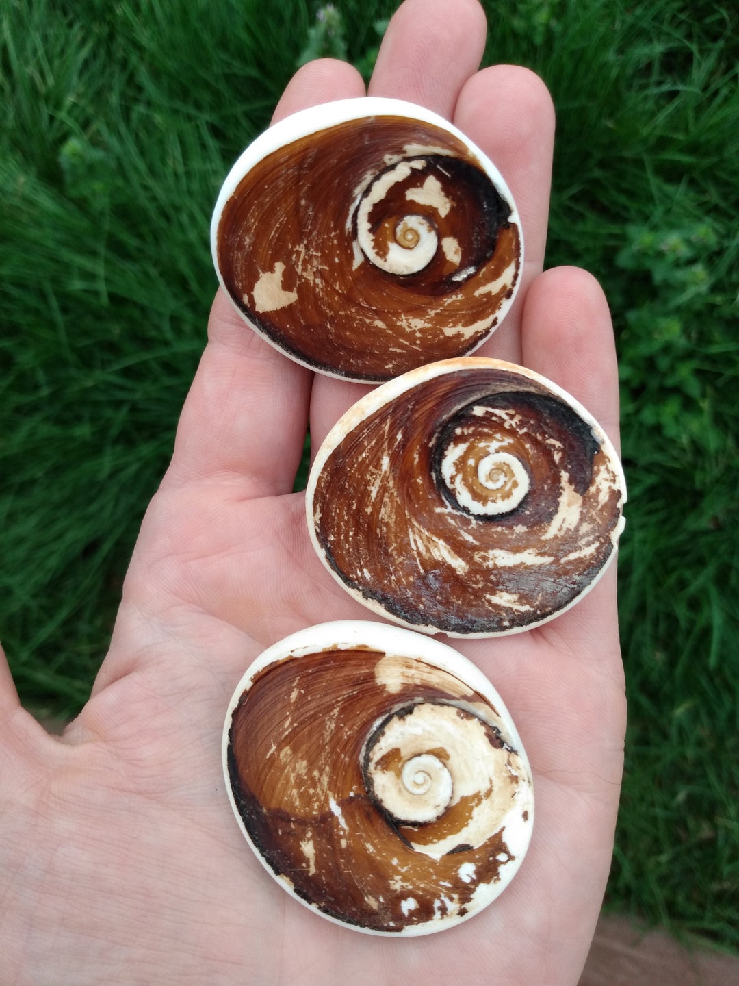 Shiva Eye Shell, Shiva Shell, Cat's Eye Shell, Raw Cat's Eye - Etsy