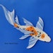 KOI FISH Orange Precut Stained Glass Craft Kit Mosaic Inlay - Etsy