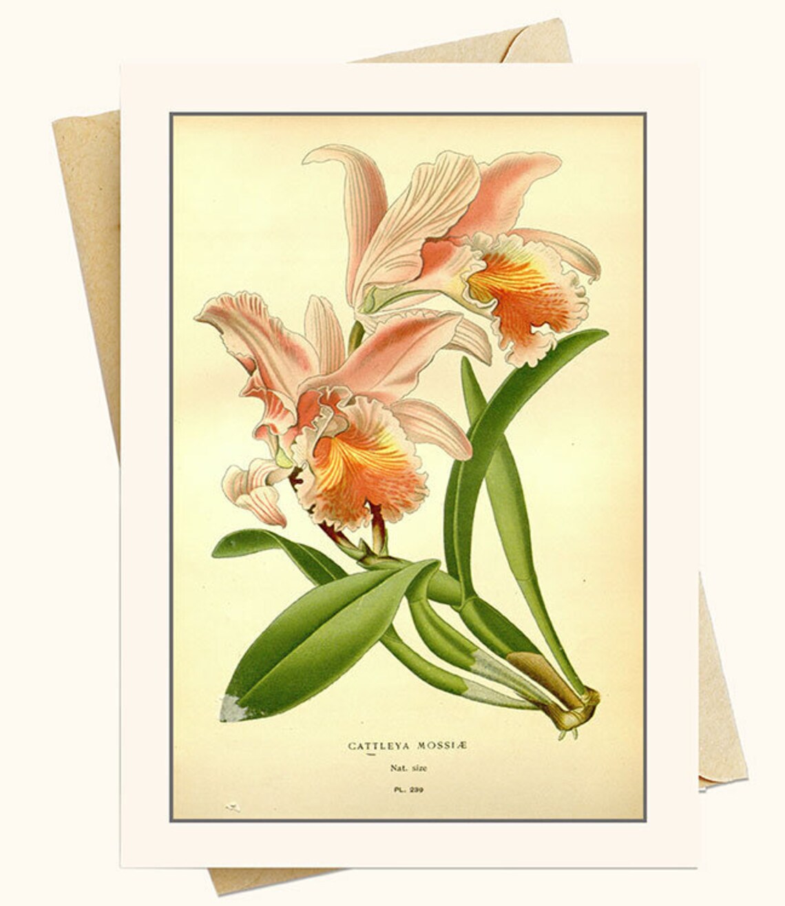 FREE SHIPPING OVER 35 Vintage Botanical Art Cards Note Card - Etsy.de