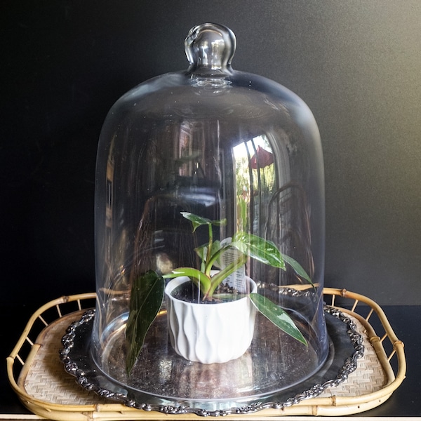 Glass Cloche Plants - Etsy