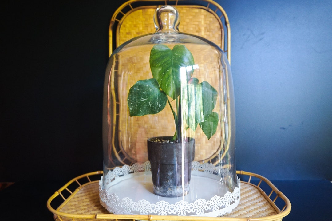 Vintage Cloche-large Garden Cloche-glass Cloche-gardner Gift-plant Gift ...