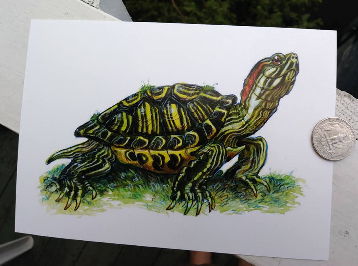 Red-eared Slider PRINT 5x7 Turtle Wall Art - Etsy