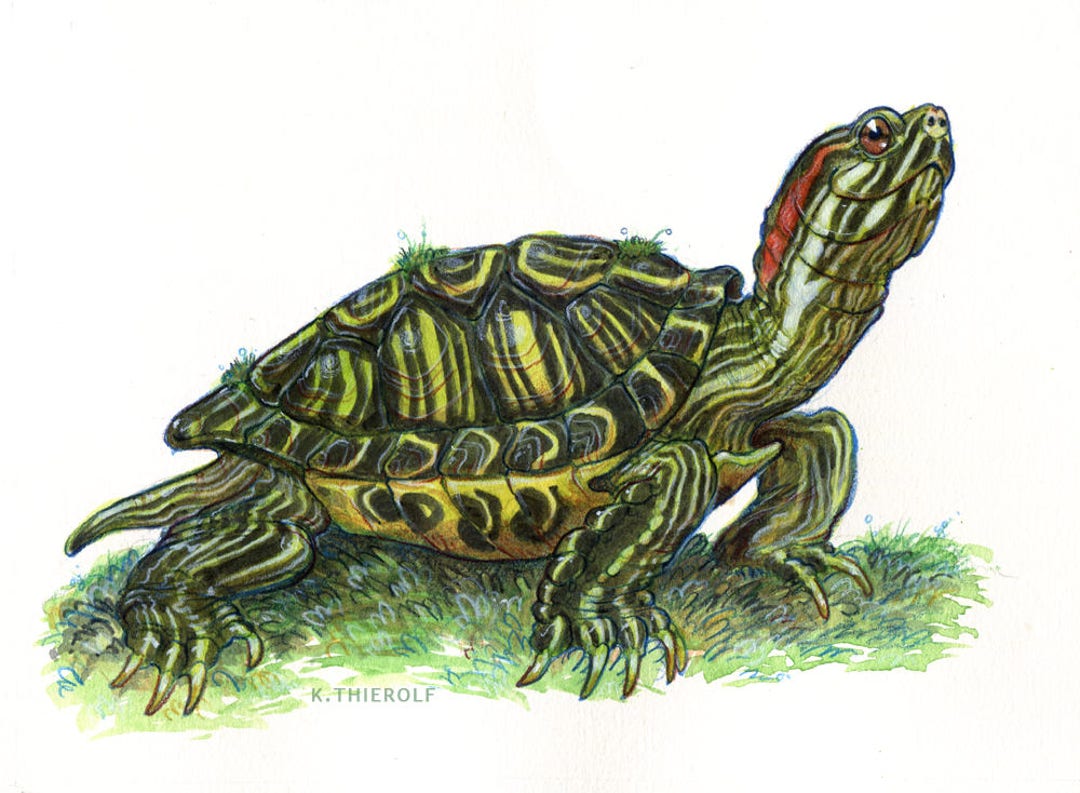 Red-eared Slider PRINT 5x7 Turtle Wall Art Illustration - Etsy