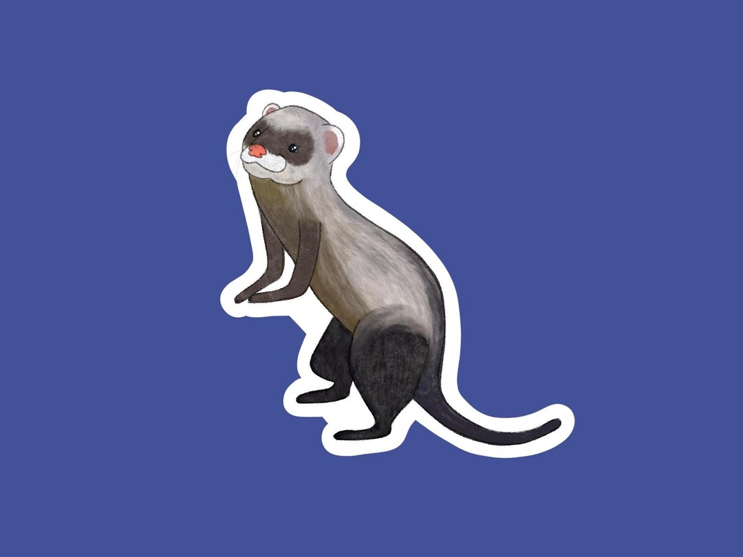 Ferret Sticker or Magnet | Laptop Sticker | Waterbottle | Gift for ...