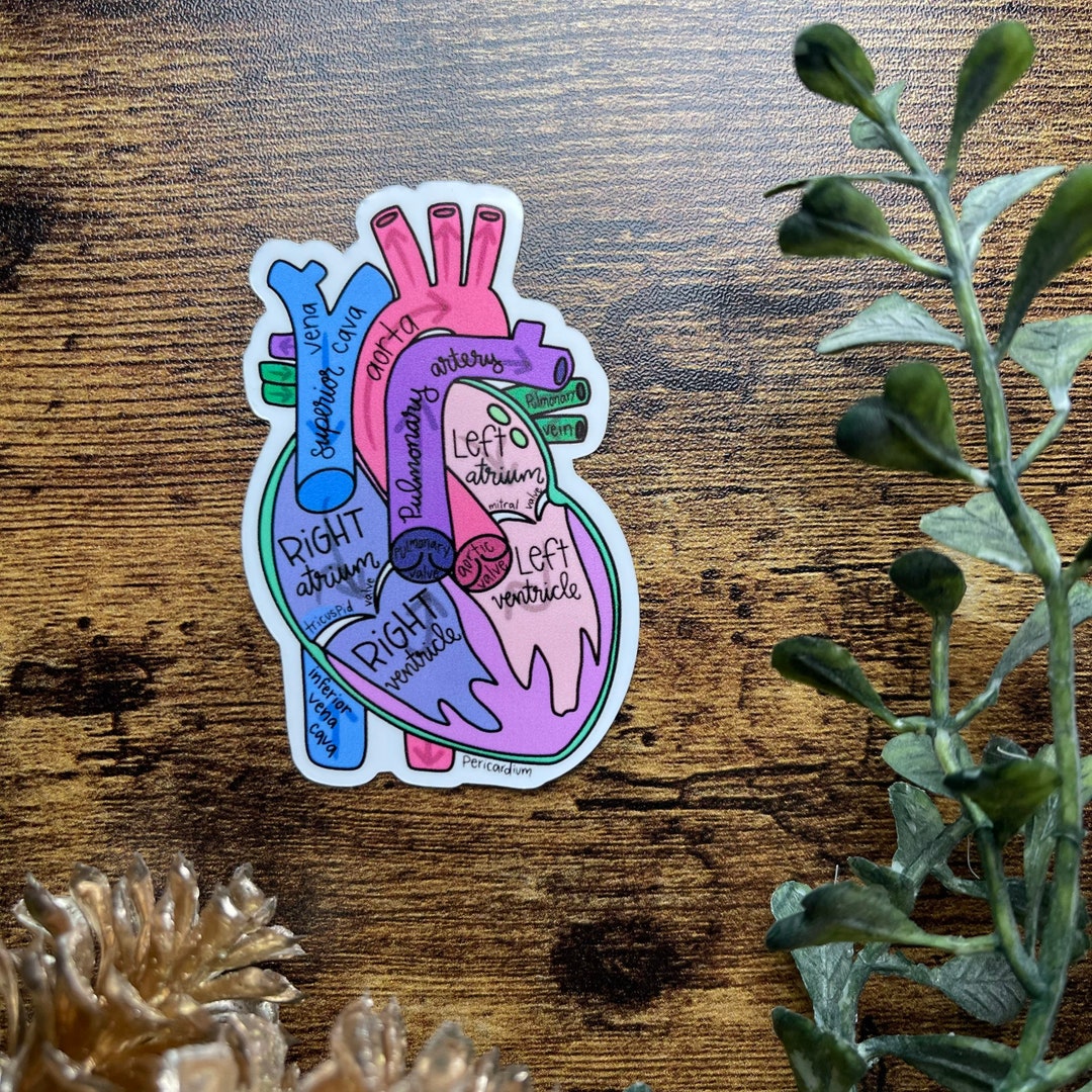 Anatomical Heart Sticker or Magnet | Laptop Sticker | Waterbottle ...