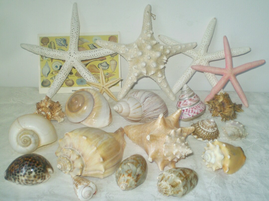 Sea Shell Collection- 20 Sea Shells and Star Fish- Chincoteague, VA ...
