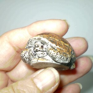 10 TURTLES for Your Projects or Collections Lifelike Turtles for Your ...