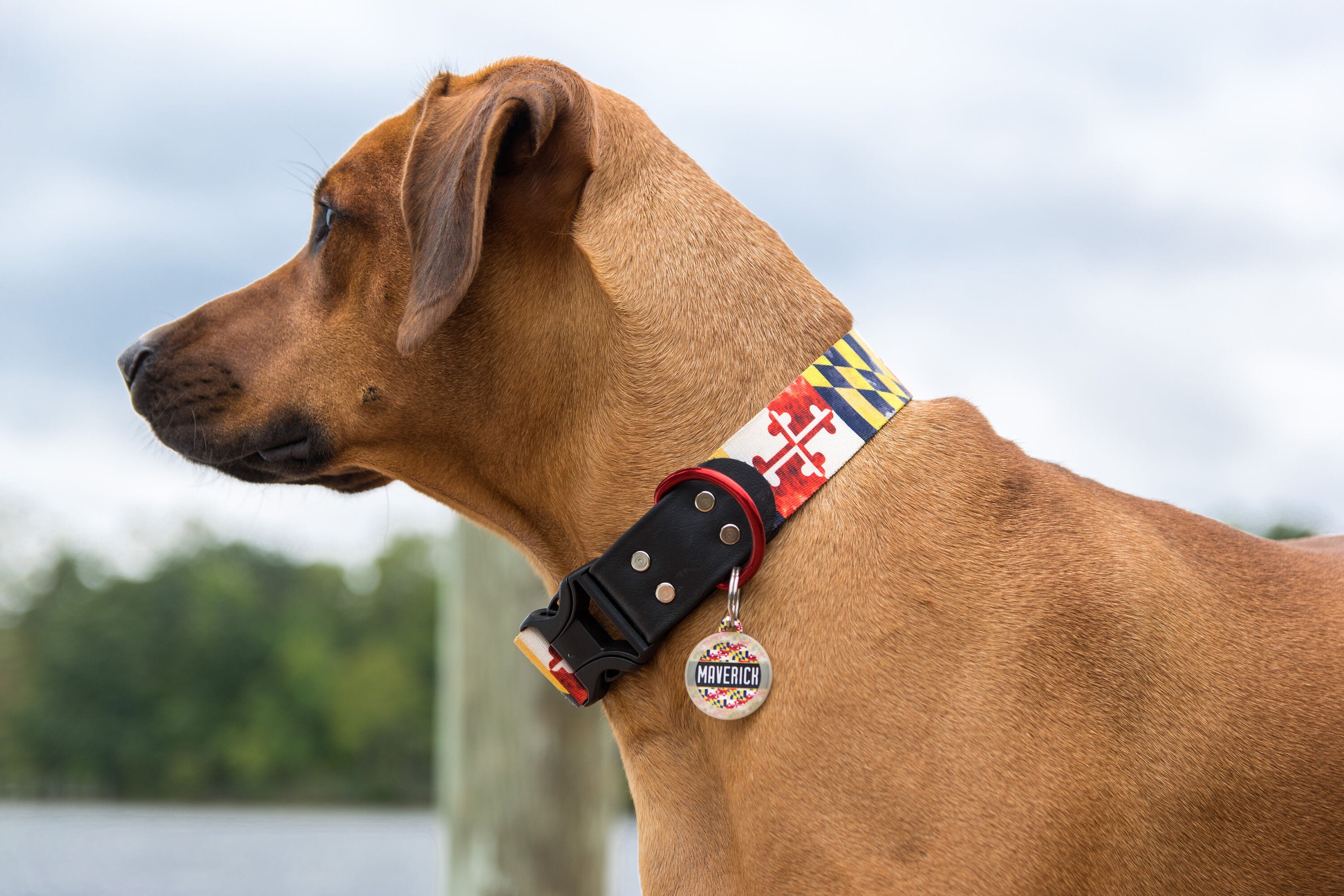 Pet ID Tag maverick Maryland My Maryland Dog - Etsy