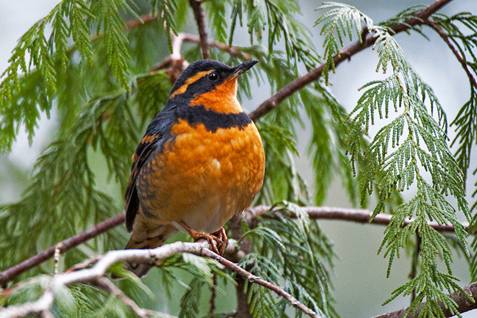 Varied Thrush Bird Image, Nature Photo, Bird Photo, Wildlife Photo. - Etsy