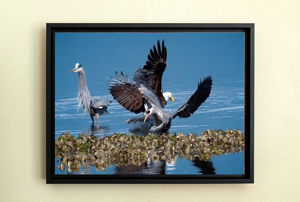 Bird Action Photo, Bald Eagle, Heron Interaction, Raptor Photo's ...