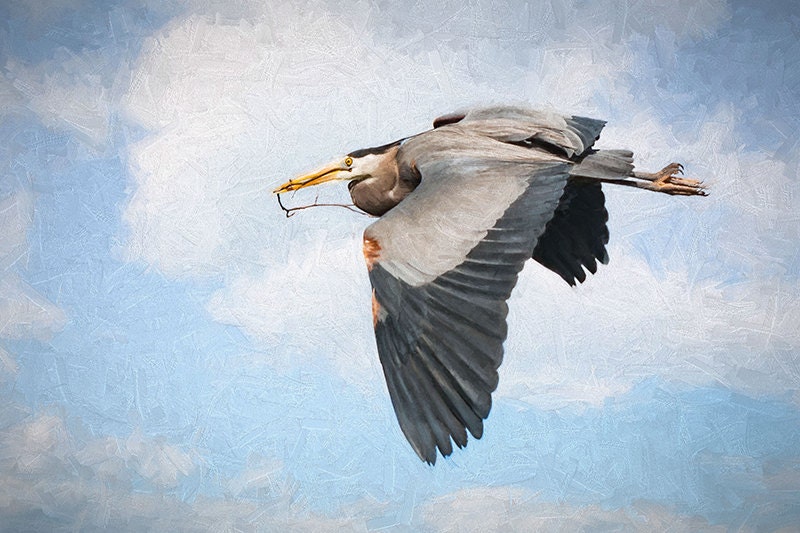 Great Blue Heron Image Nature Photo Heron Photo Bird | Etsy