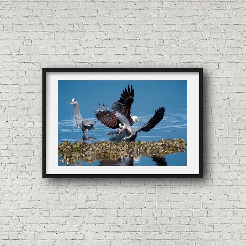 Bird Action Photo, Bald Eagle, Heron Interaction, Raptor Photo's ...
