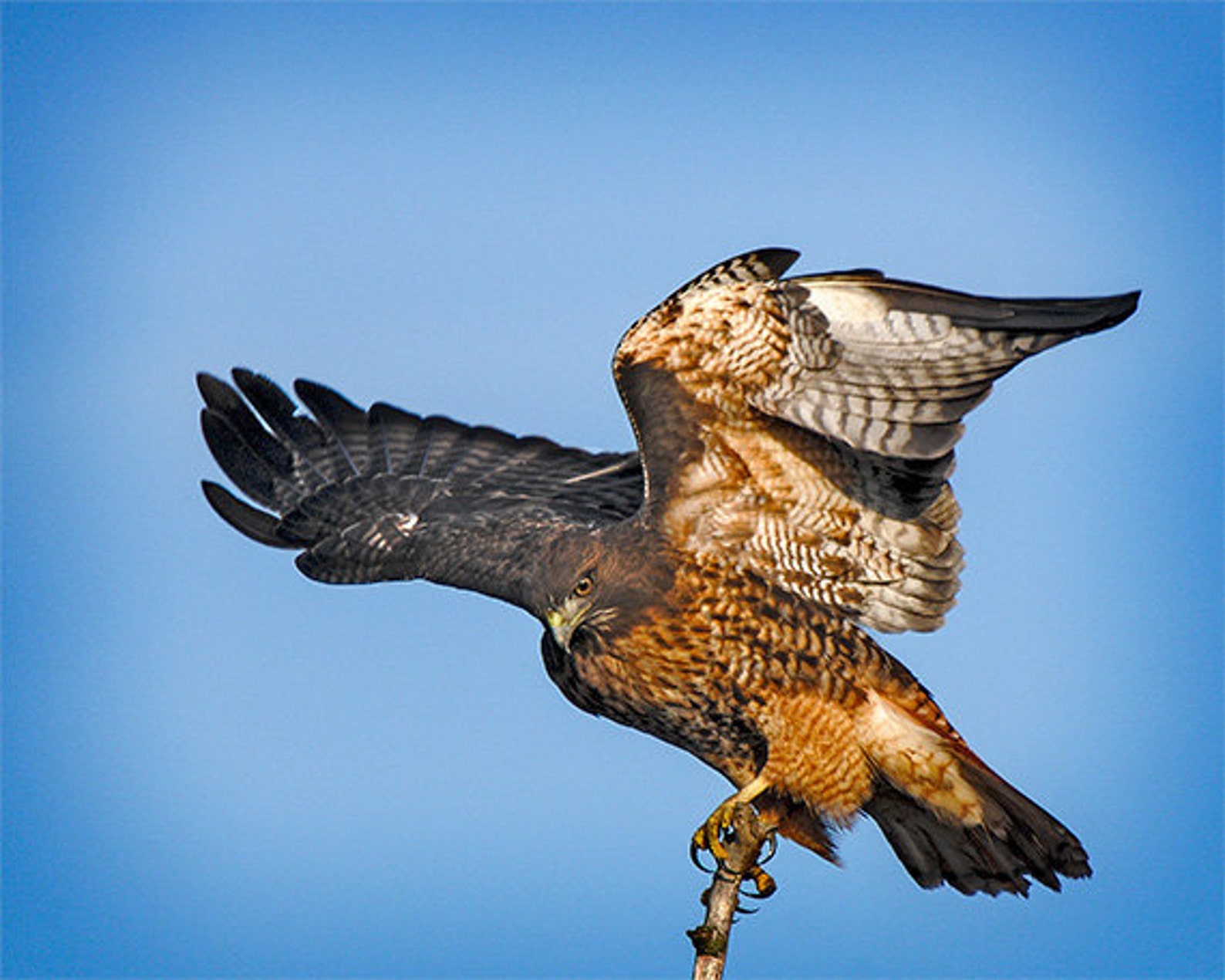 Red Tailed Hawk Fine Art Image Bird Photo Hawk Image 8x10 - Etsy