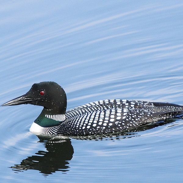 Loon Photo - Etsy